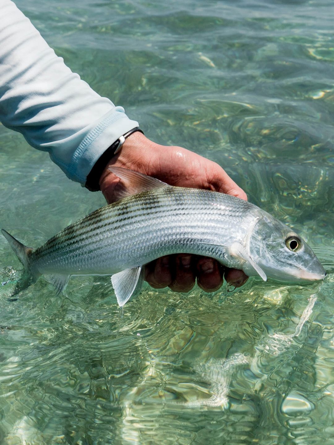 Photo Gallery - Blue Bonefish