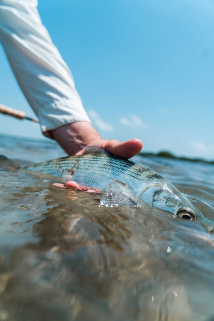 Photo Gallery - Blue Bonefish