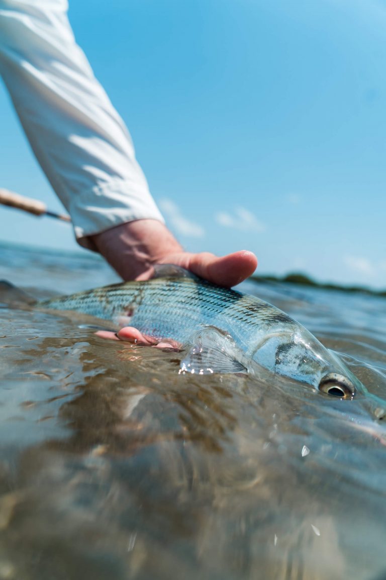 Photo Gallery - Blue Bonefish