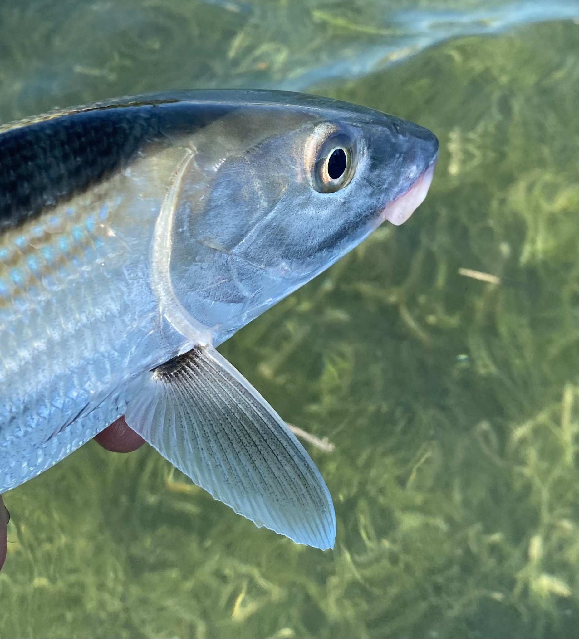 Bonefish - Blue Bonefish