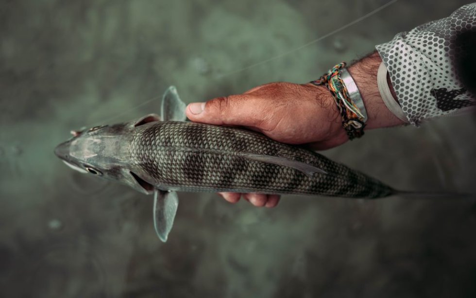 Bonefish Fishing in Belize: Everything You Need to Know. - Blue Bonefish